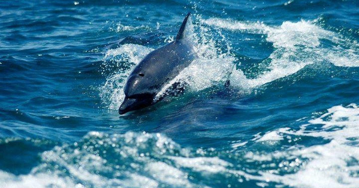 Marine Wildlife Tours in Manuel Antonio Costa Rica (2026 Guide)