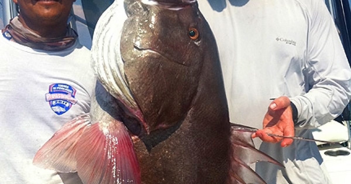 Time of Groupers, Snappers and Roosters - Adventure Tours