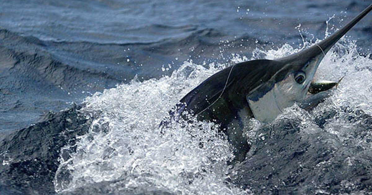 Goodbye Green Season, Hello Blue Marlin - Adventure Tours
