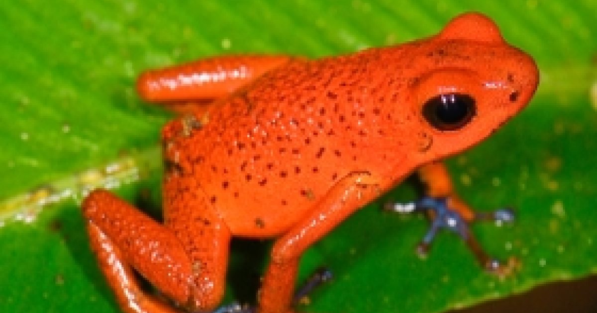 7 Exotic Animals You Only Encounter in Costa Rica