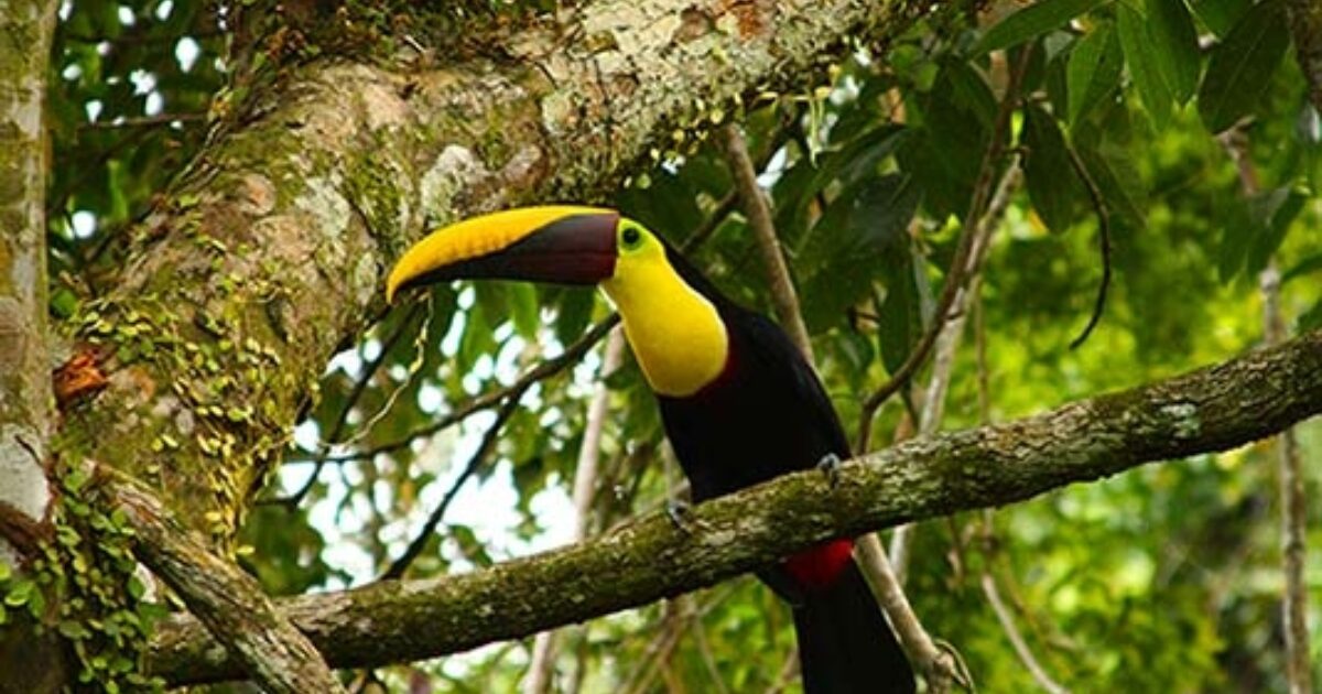 Carara National Park | Adventure Tours Costa Rica